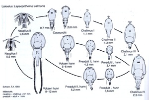 The life cycle of salmon lice - Bellona.org