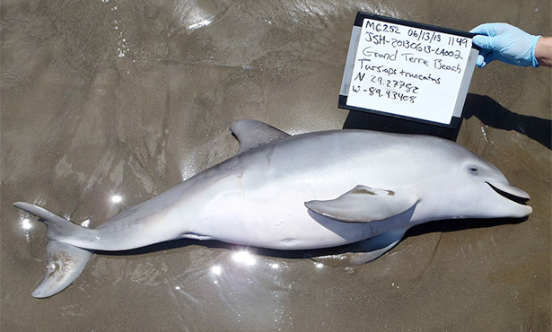 Debates over Gulf of Mexico dolphin deaths end as federal reports ...